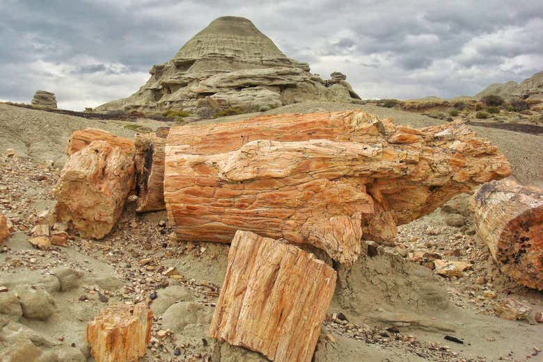 Escursione nella Foresta Pietrificata da Barreal - Civitatis.com