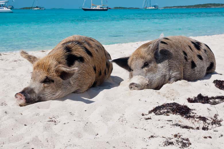 Excursión a la Isla de los Cerdos desde Nasáu - Civitatis.com