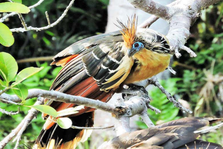 Excursión de 3 días por el Parque Nacional Madidi, Rurrenabaque