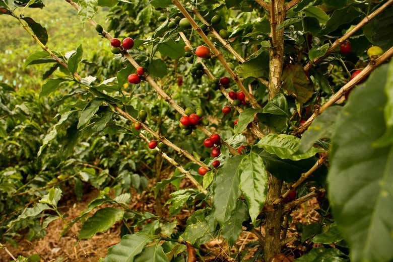 Excursión a los cafetales colombianos desde Bogotá