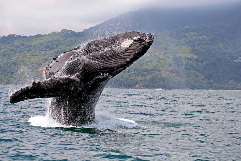 Avistamiento de ballenas en bahía Málaga desde Cali