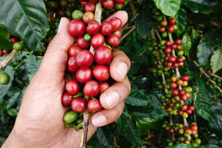 Tour del café por Cali - Reserva online en Civitatis.com