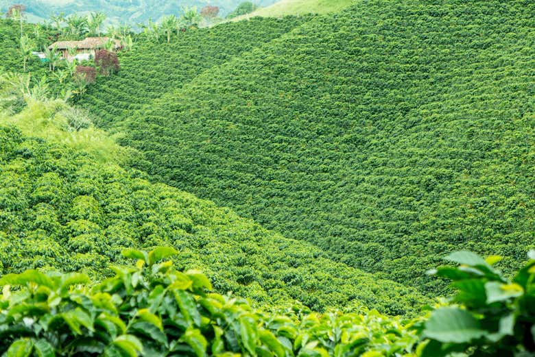 Tour del café por Cali - Reserva online en Civitatis.com