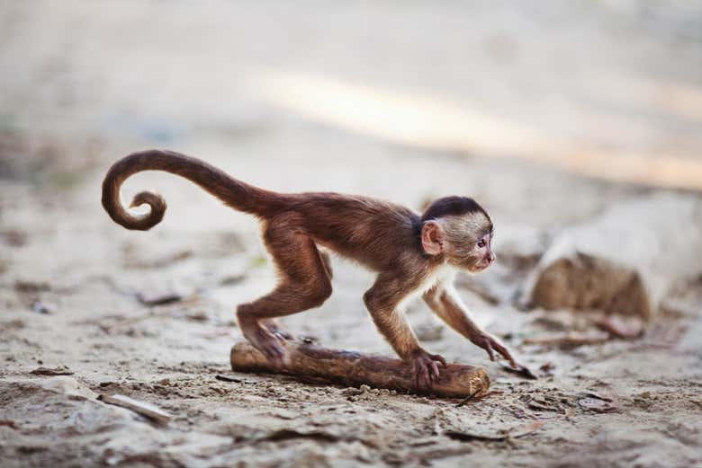 Tour de 3 días por Misahuallí desde Quito - Civitatis.com