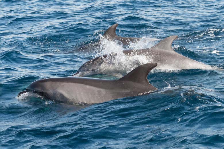 Avistamiento de delfines en Fuengirola - Reserva en Civitatis.com