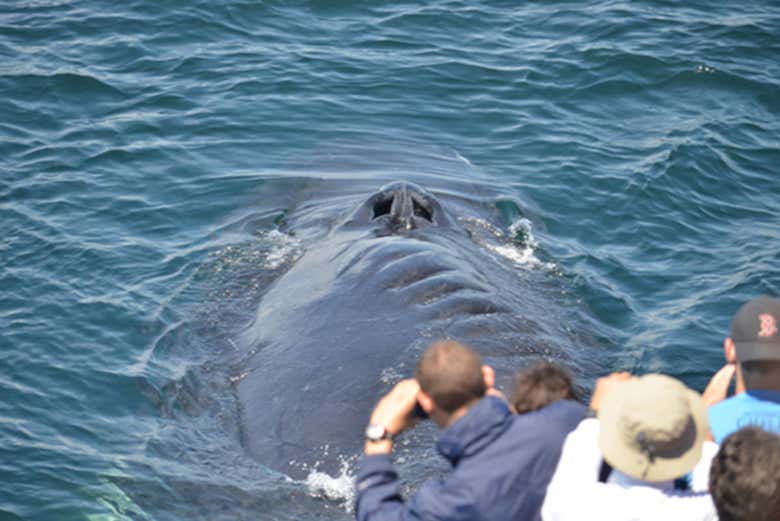 Avistamiento de ballenas en Boston - Reserva en Civitatis.com