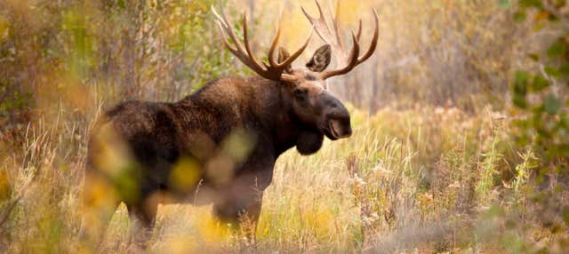 Avistamiento de alces, Rovaniemi