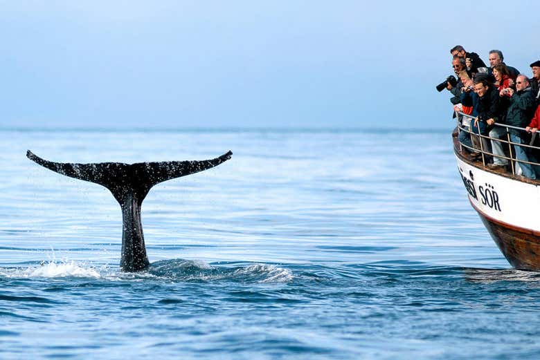 Observation de baleines à Húsavík - Réservez sur Civitatis.com