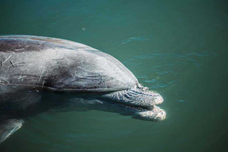Tour por Los Mochis + Paseo en lancha por la bahía de Topolobampo