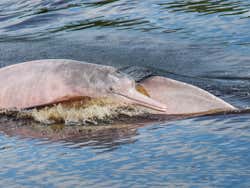 Excursión al río Amazonas, Iquitos