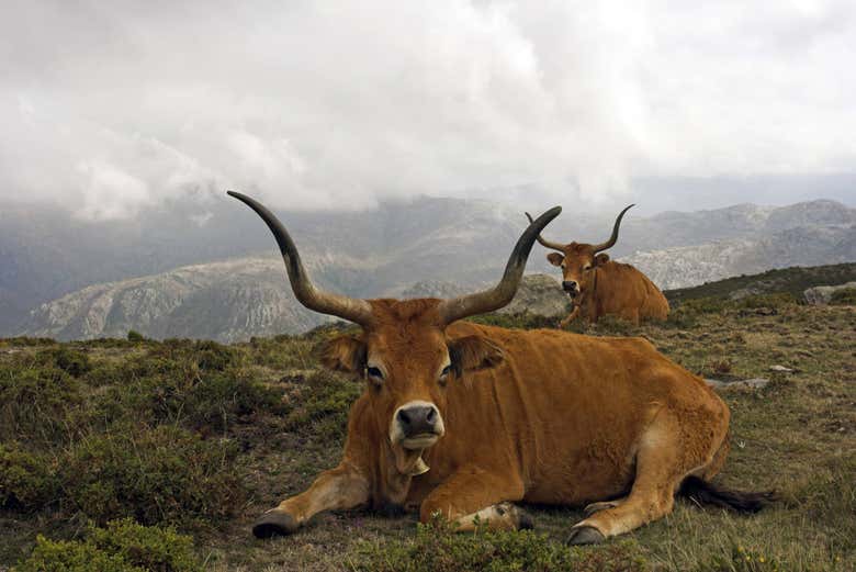 Excursão ao Parque Nacional da Peneda-Gerês saindo de Braga