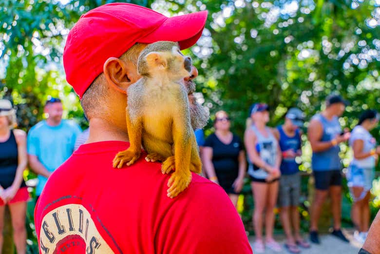 Excursión a Monkeyland desde Punta Cana - Civitatis.com