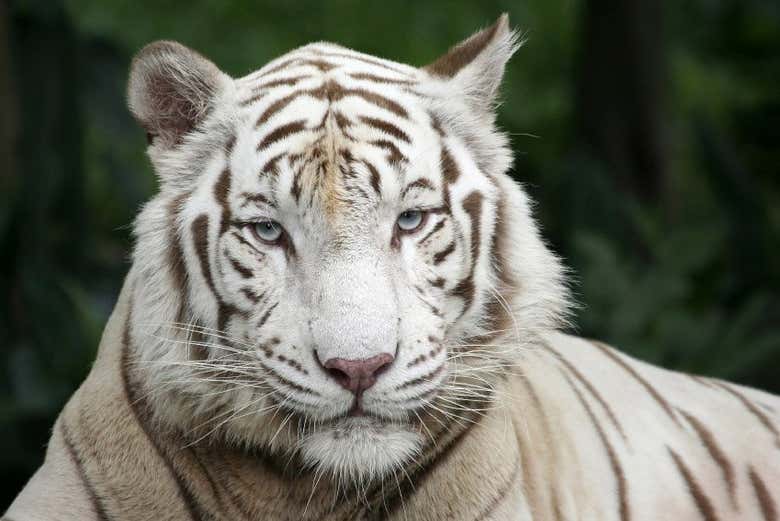 Excursión al Zoo de Singapur - Reserva online en Civitatis.com